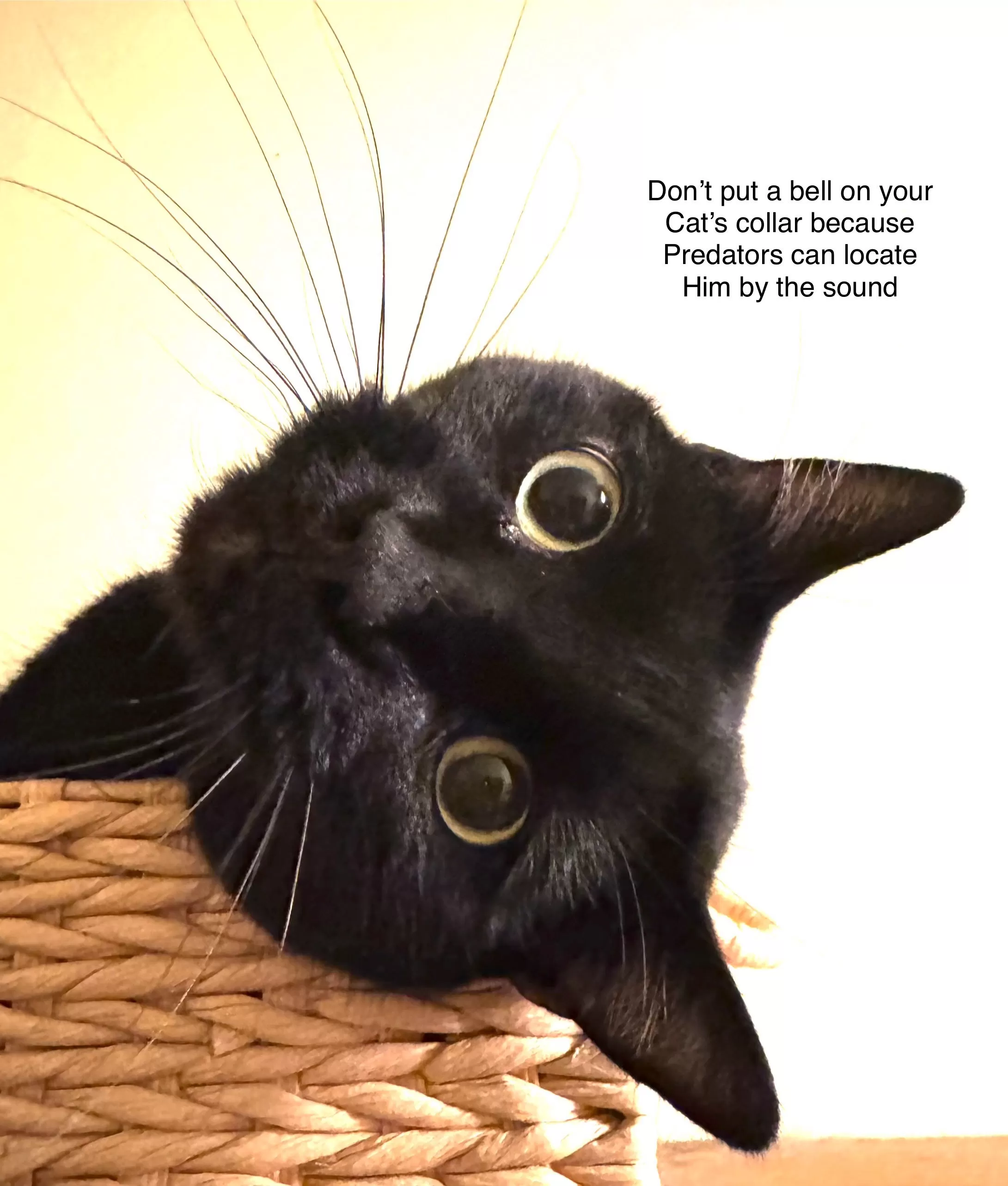 Cascabel en Gatos: Un Peligro Inesperado y Crítico para Su Seguridad ...